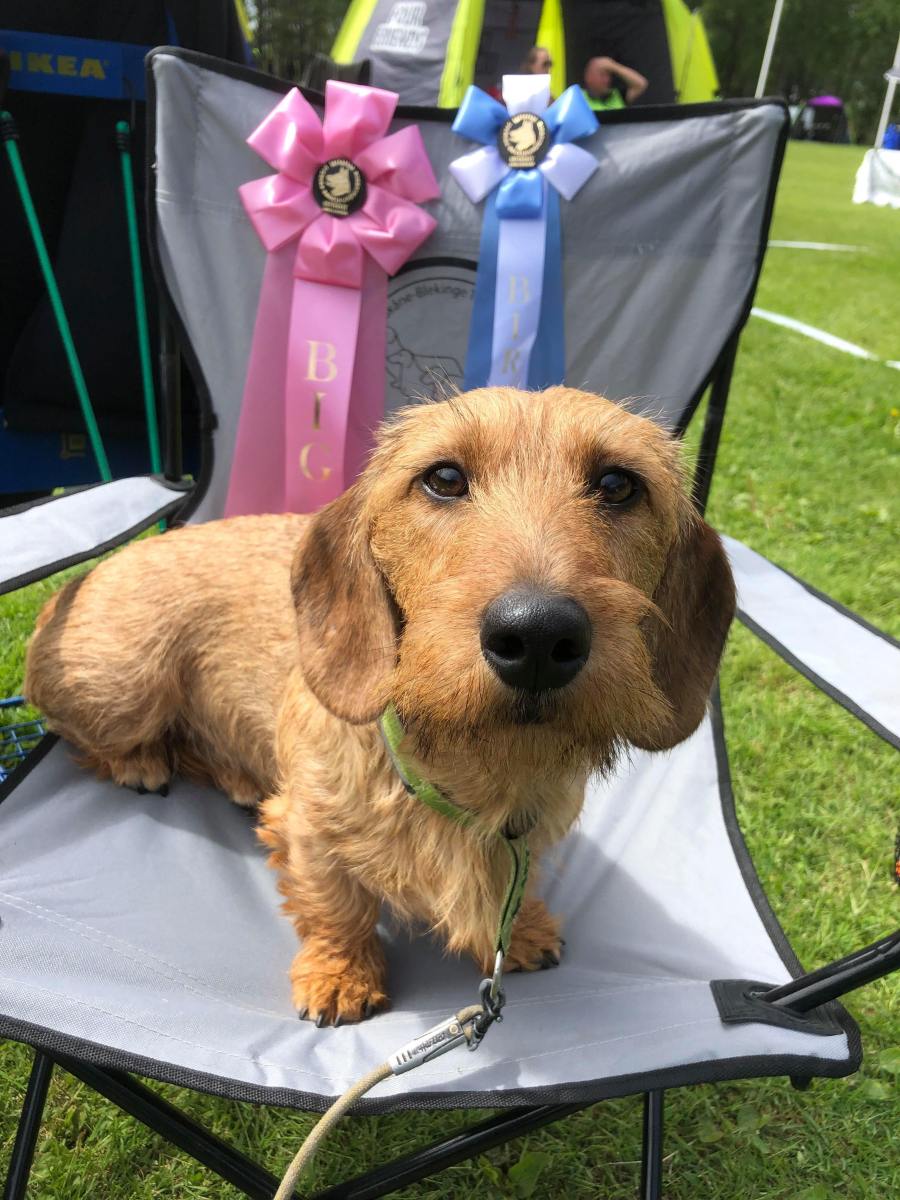 Stella BIR and BIG Junior at Inofficial Dog in Göteborg – Kennel Moniker