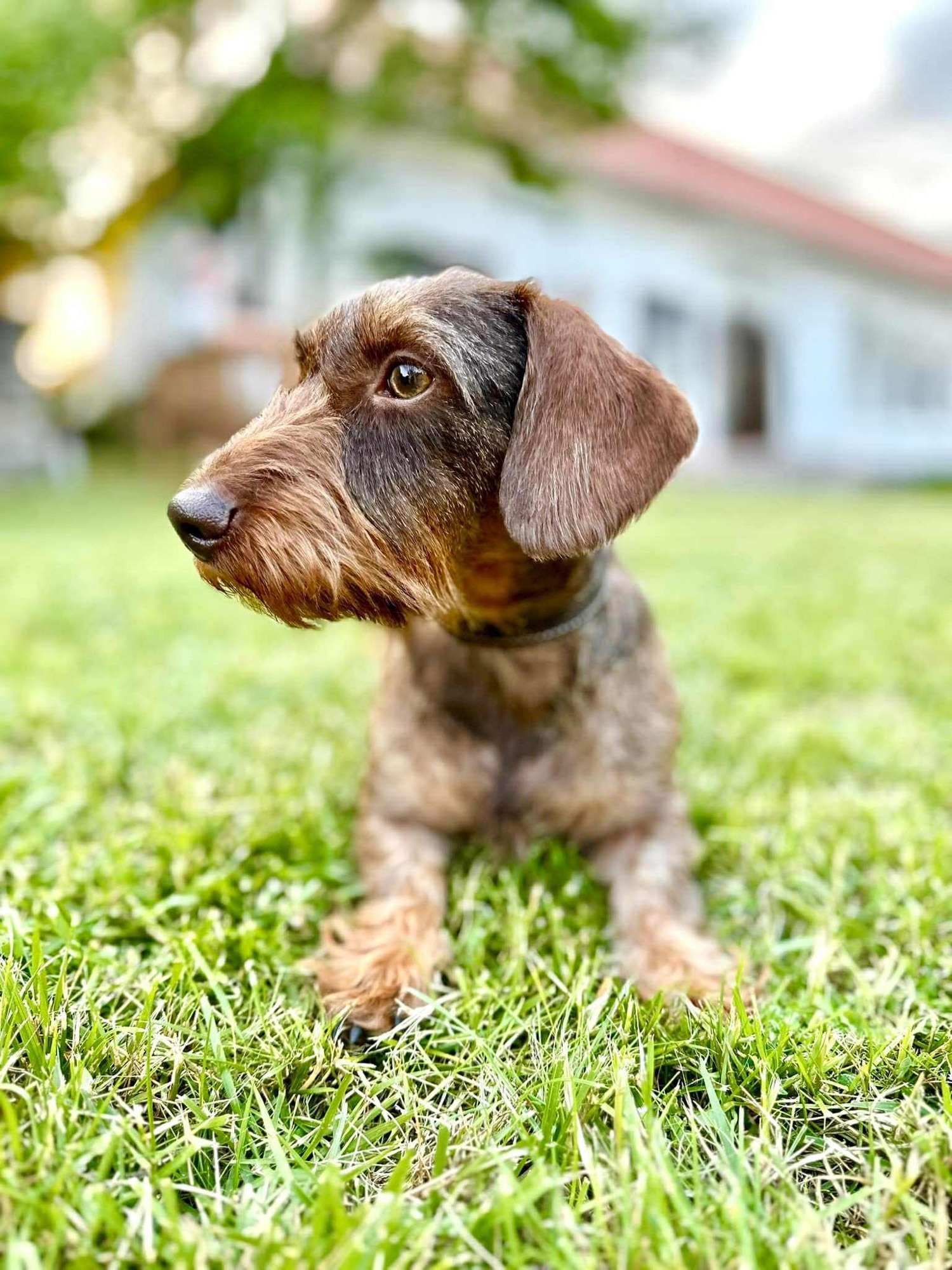 Happy birthday Falka! – Kennel Moniker